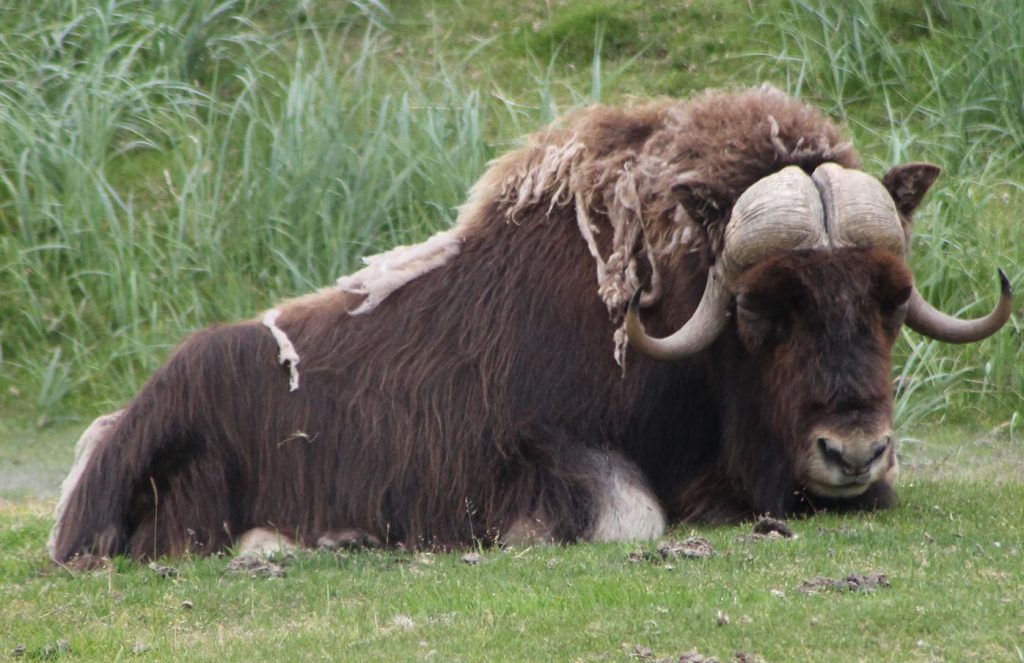 Alaska Tour Photos - Alaskan Tour Guides Photo Gallery