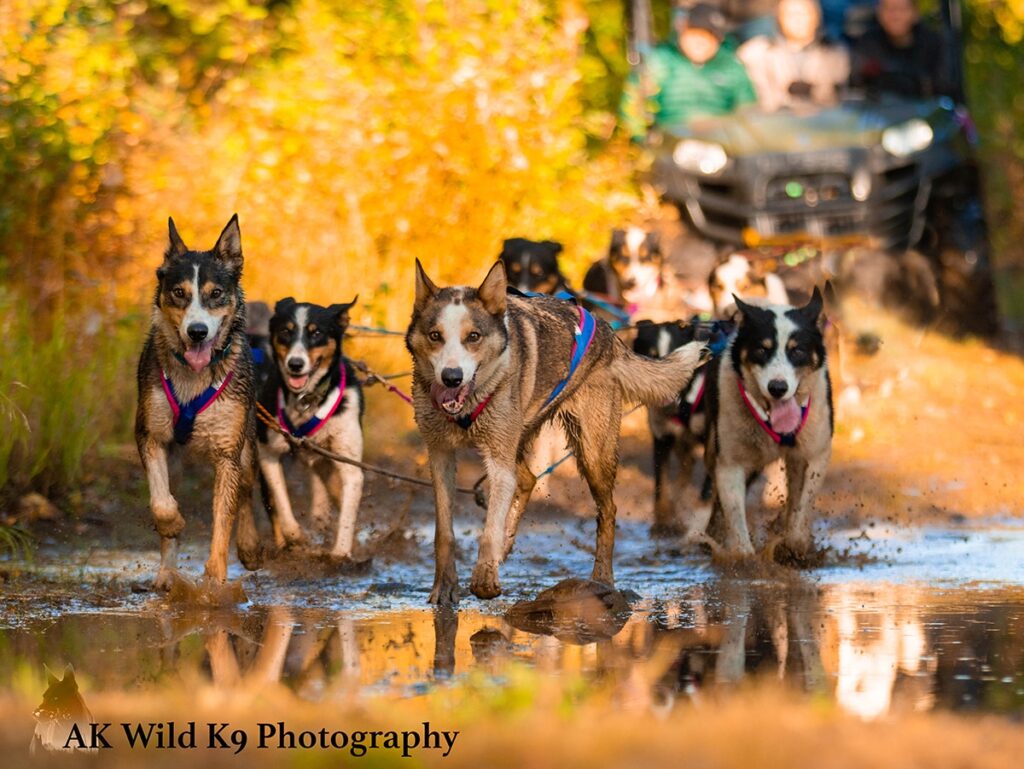 Sled Dog kennel Tours in Alaska on a Small Group Tour